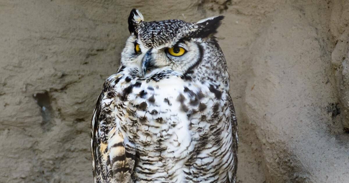 Leverage Stoic Philosophy to Build Your Personal Brand